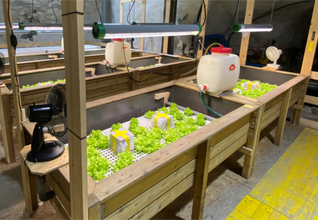 UNDERGROUND GREEN FARMING